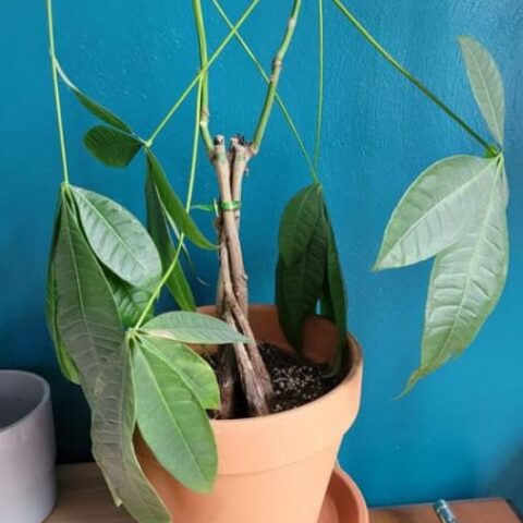 10 Causes of Money Tree Leaves Drooping (And Solutions) – Garden For Indoor