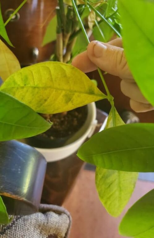 10 Causes Of Money Tree Leaves Drooping (And Solutions) - Garden For Indoor