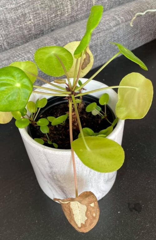 7 Steps To Save Pilea From Root Rot (And Signs With Images) - Garden ...