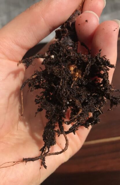 7 Steps To Save Pilea From Root Rot (And Signs With Images) - Garden ...