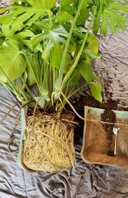 Root Bound Monstera (Symptoms And Solutions) - Garden For Indoor