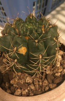 How To Get Rid Of Brown Spots On Cactus (And Prevention) - Garden For ...