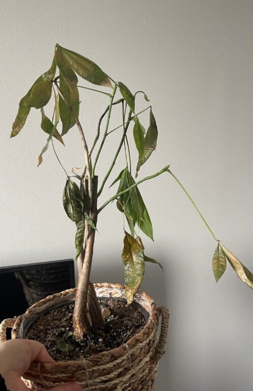 5 Causes Your Money Tree Is Dying (Here's How To Revive It) - Garden ...