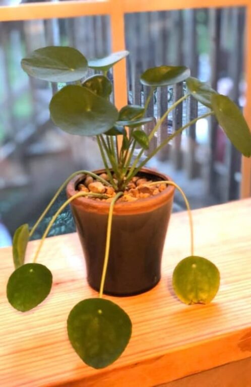 7 Steps To Save Pilea From Root Rot (And Signs With Images) - Garden ...
