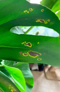 9 Reasons For Brown Spots On Monstera And How To Fix It Garden For