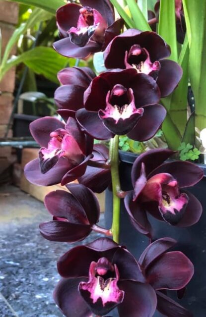 18 Rare Black Orchids (With Images And Care Guide) - Garden For Indoor