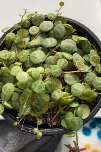 Overwatered String Of Turtles (Signs And 6 Steps To Save It) - Garden ...