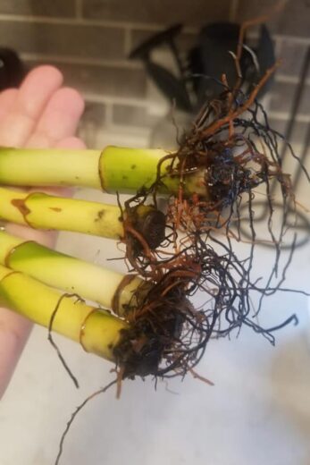 Why Are My Lucky Bamboo Roots Orange? (Solved!) - Garden For Indoor