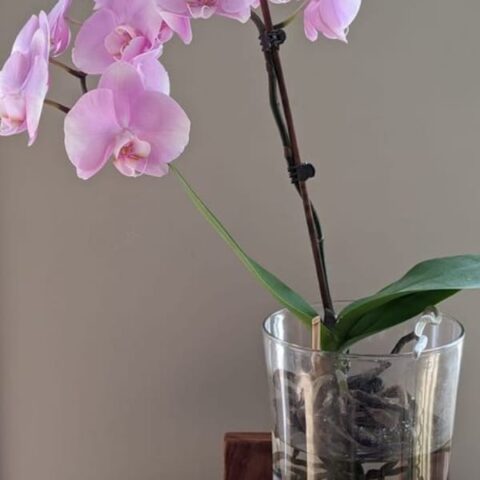 4 Easy Ways to Grow Orchids without Soil – Garden For Indoor