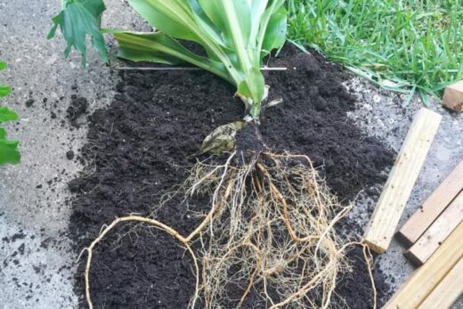 8 Steps To Save Dracaena From Root Rot (With Causes And Signs) - Garden ...