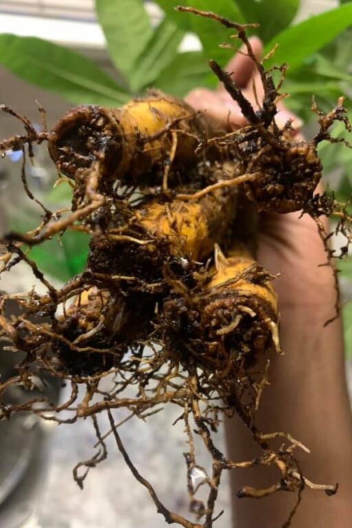 How To Save Money Tree From Root Rot 3 Easy Steps Garden For Indoor