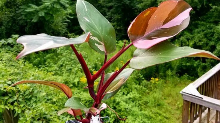 Pink Princess Philodendron Care: 9 Tips For A Healthy Variegated Plant ...