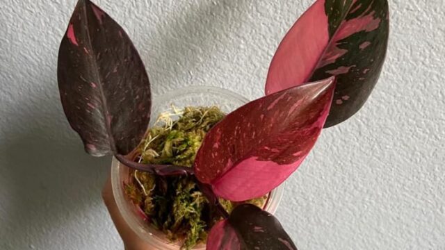 Pink Princess Philodendron Care: 9 Tips For A Healthy Variegated Plant ...
