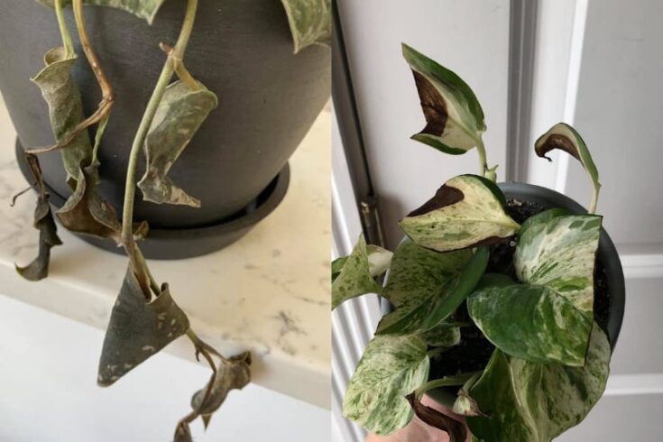 Pothos Temperature Tolerance (Signs And Solutions) - Garden For Indoor