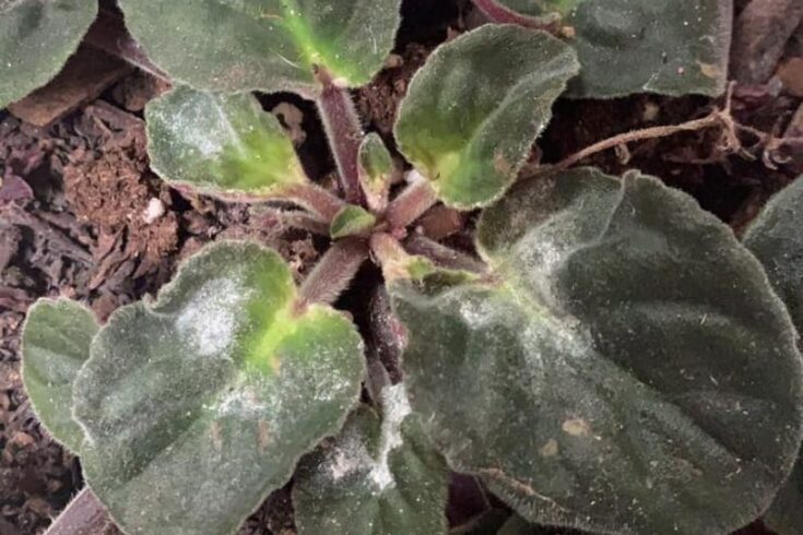 8 Causes Of Brown Spots On African Violet Leaves (With Fixes) - Garden ...