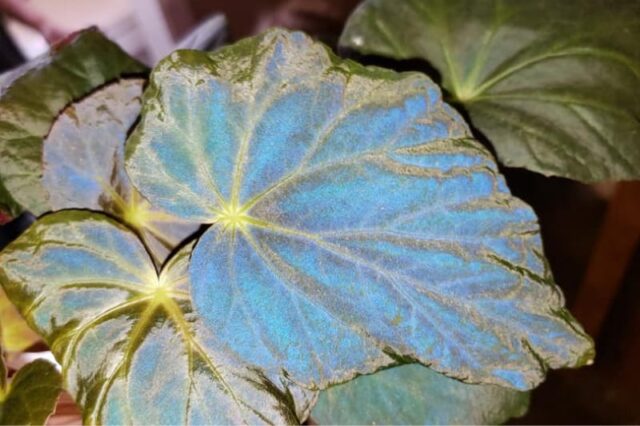 7 Blue House Plants (With Stunning Pictures) - Garden For Indoor