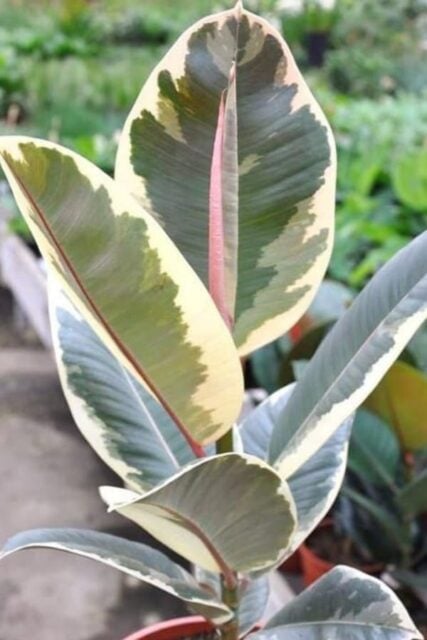 Ficus Elastica Tineke Vs Ruby (Differences And Similarities) - Garden ...