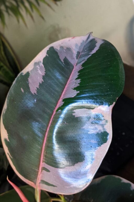 Ficus Elastica Tineke Vs Ruby (Differences And Similarities) - Garden ...