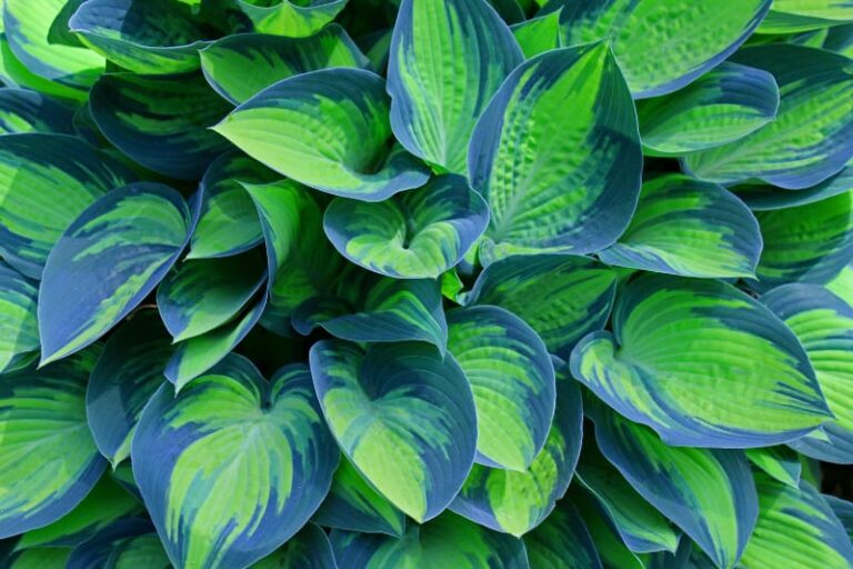 7 Blue House Plants (With Stunning Pictures) - Garden For Indoor