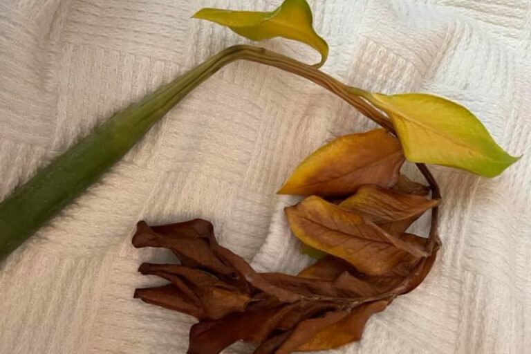 7 Steps To Save Overwatered ZZ Plant (With Identifying Signs) - Garden ...