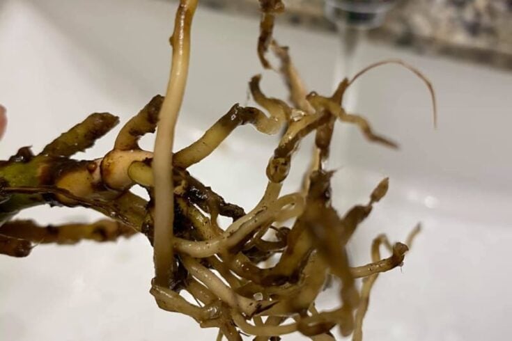 Anthurium Root Rot (Signs And Step By Step Solution) - Garden For Indoor