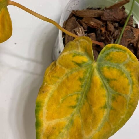 Anthurium Root Rot (Signs and Step by Step Solution) – Garden For Indoor