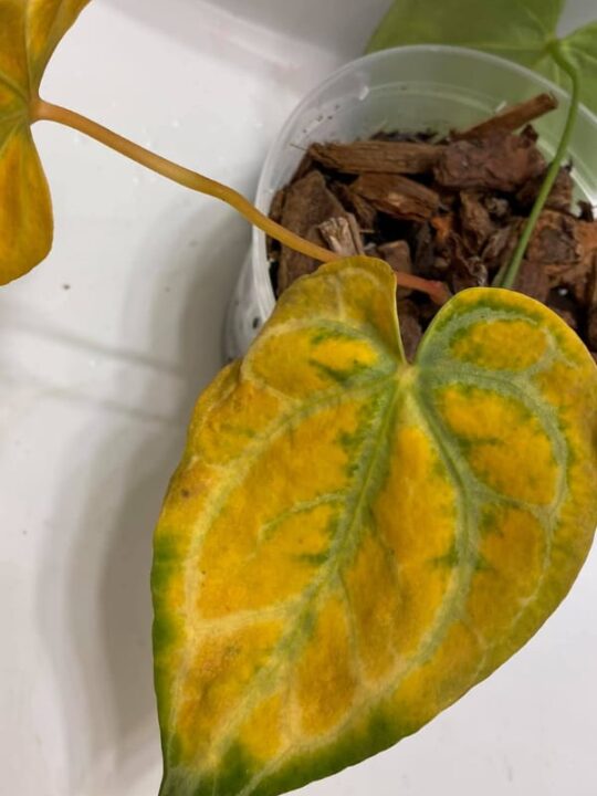 10 Causes Of Money Tree Leaves Turning Brown (And Solutions) - Garden ...