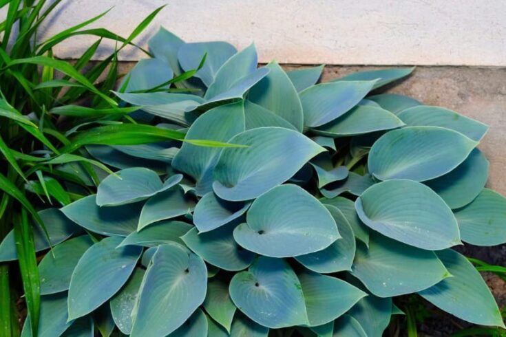 16 Best Blue Leaf Hostas-Gardener's Blue Dream - Garden For Indoor