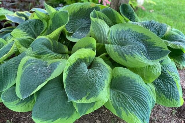 16 Best Blue Leaf Hostas-Gardener's Blue Dream - Garden For Indoor