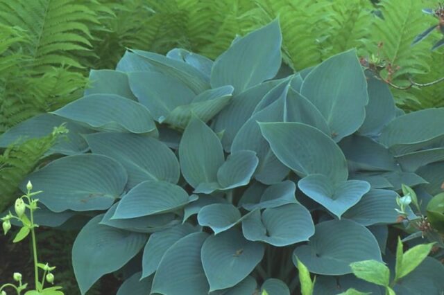 16 Best Blue Leaf Hostas-Gardener's Blue Dream - Garden For Indoor