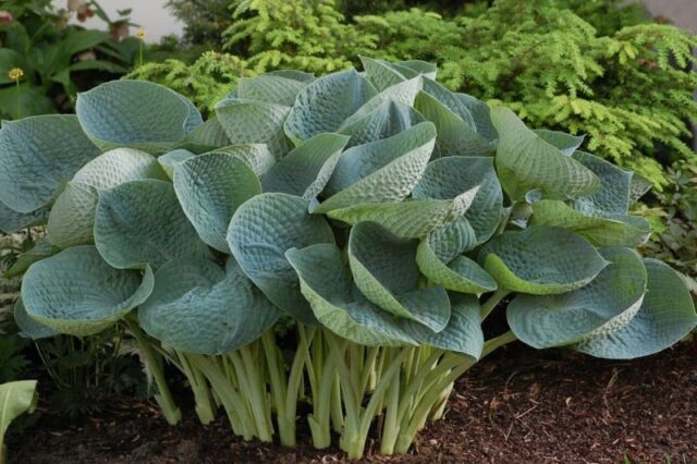 16 Best Blue Leaf Hostas-Gardener's Blue Dream - Garden For Indoor