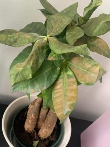 5 Causes Your Money Tree Is Dying (Here's How To Revive It) - Garden ...
