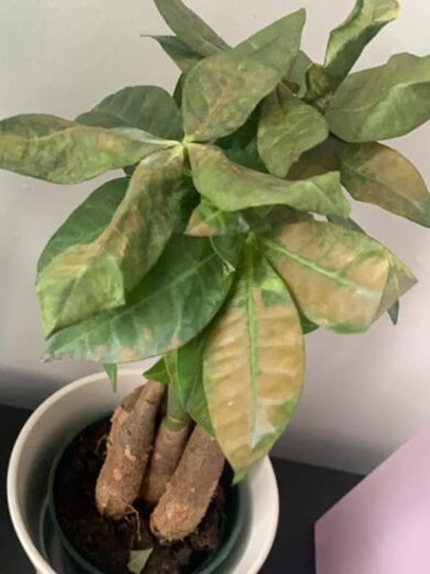 5 Causes Your Money Tree Is Dying (Here's How To Revive It) - Garden ...