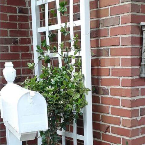 How To Train Star Jasmine on Trellis, Brick Wall, and Wire – Garden For ...