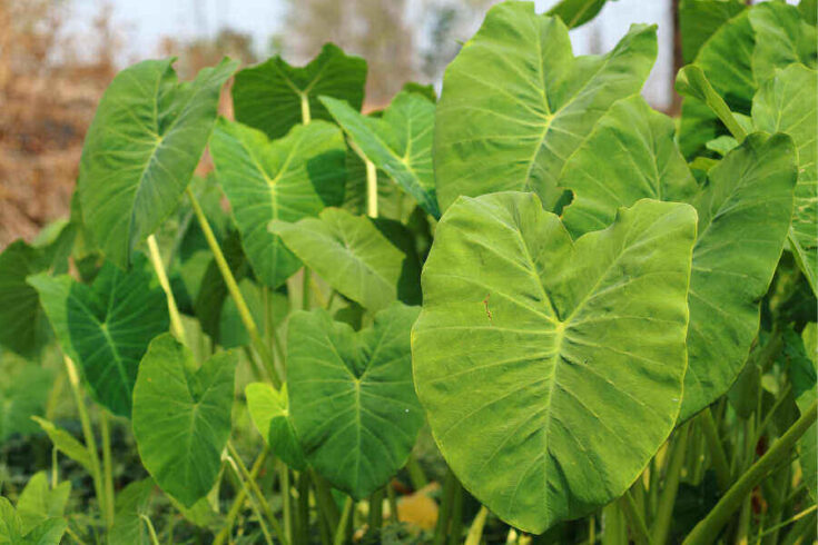 Are Elephant Ears Edible Here S What You Should Know Garden For Indoor