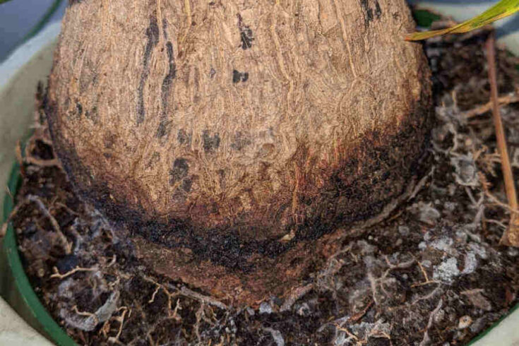 How To Treat Ponytail Palm With Crown Rot - Garden For Indoor