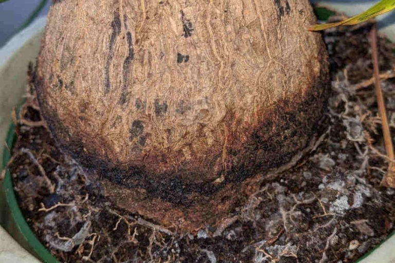 Root Rot Of Houseplants: How To Identify And Treat It - Garden For Indoor