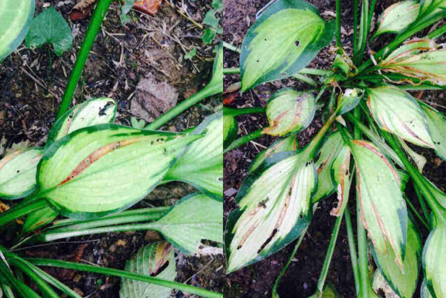 Identifying And Treating 11 Common Hosta Diseases (with Images ...