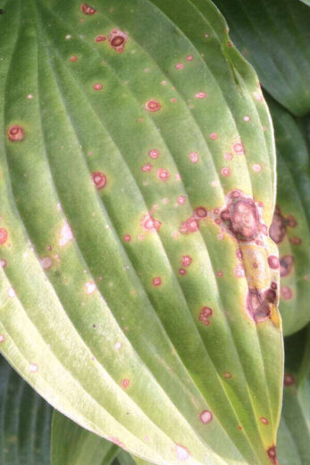 Identifying And Treating 11 Common Hosta Diseases (with Images ...