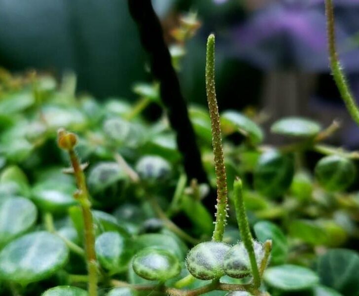 String of Turtles Flower Spikes (What to Do with Them) – Garden For Indoor