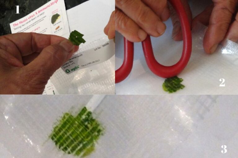 How To Treat Hosta Virus X (With Signs And Causes) - Garden For Indoor