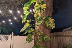 Do Pothos Flower?: Here Is The Real Truth - Garden For Indoor
