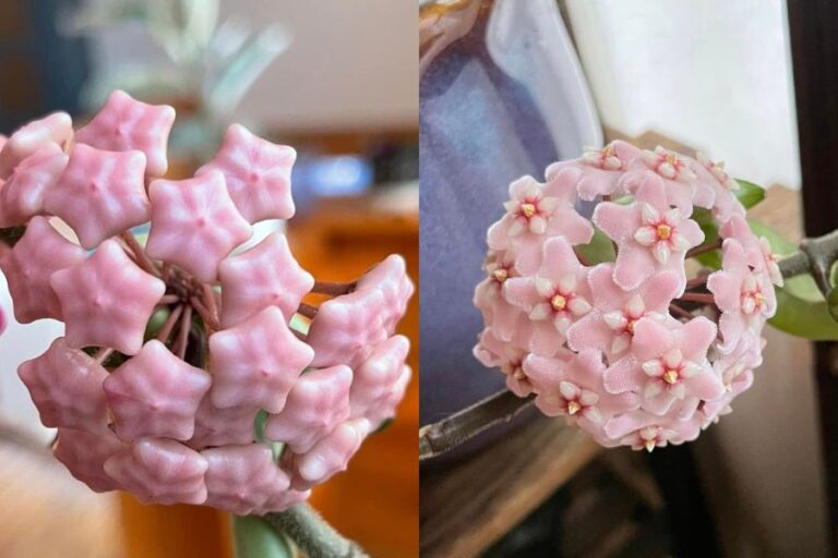 How To Make Your Hoya Bloom (Hacks For Encouraging Flowering) - Garden For Indoor