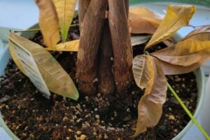 5 Causes Your Money Tree Is Dying (Here's How To Revive It) - Garden ...