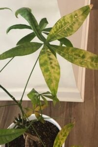 Winter-Proofing Your Money Tree: Secrets To Surviving The Cold ...