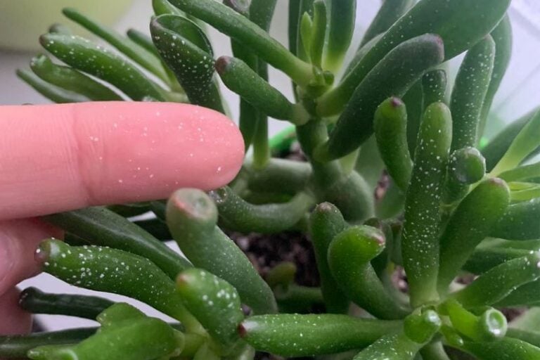 White Spots On Leaves: The Top 5 Reasons And Solutions - Garden For Indoor