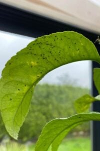 How To Get Rid Of Black Spots On Lemon Tree Leaves - Garden For Indoor