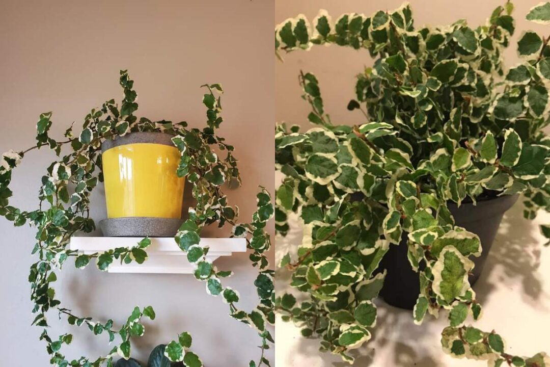 Creeping Fig Care: 5 Top Tips You Should Know - Garden For Indoor