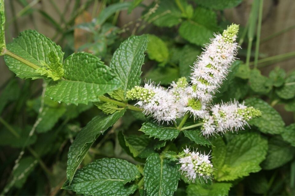 How Do You Get Mint To Flower (Should You Do It?) - Garden For Indoor