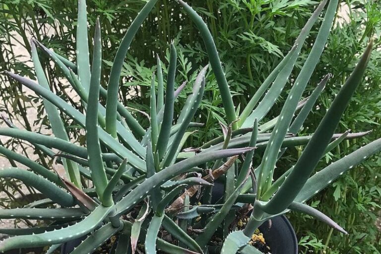 17 Rare And Unique Aloe Vera Varieties Enhance Your Home And Garden ...